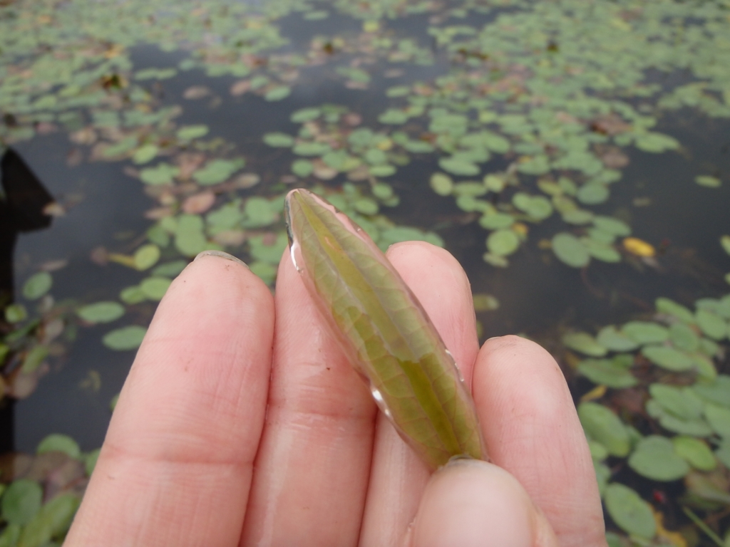 Junsai (Water Shield Aquatic Plant) Picking Experience – URABANDAI ...