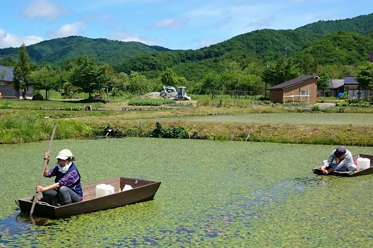 Junsai (Water Shield Aquatic Plant) Picking Experience – URABANDAI ...