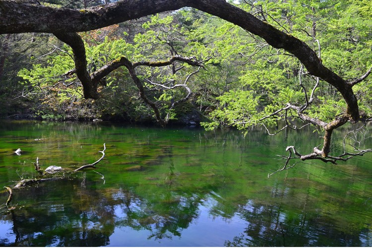 Goshikinuma - mysterious ponds | URABANDAI Travel Guide